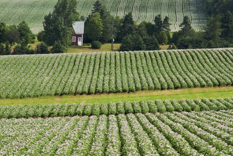 Potato Farm stock image. Image of flower, industry, quinn - 25938131