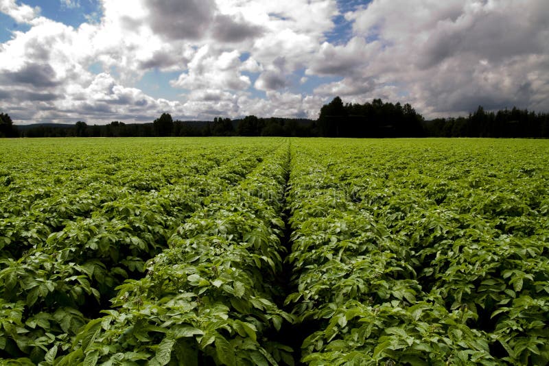 Potato farm stock photo. Image of grass, country, landscape - 2836038