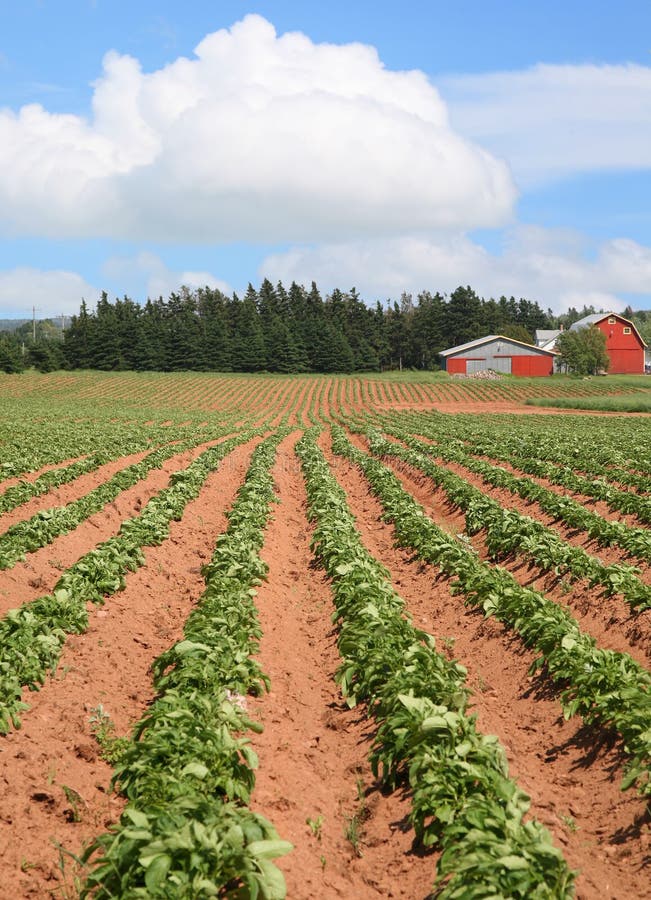 Potato Farm stock image. Image of agriculture, land, outdoors - 15131845
