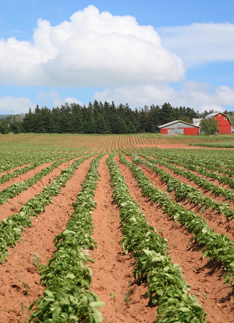 58,520 Potato Farm Stock Photos - Free & Royalty-Free Stock Photos from ...