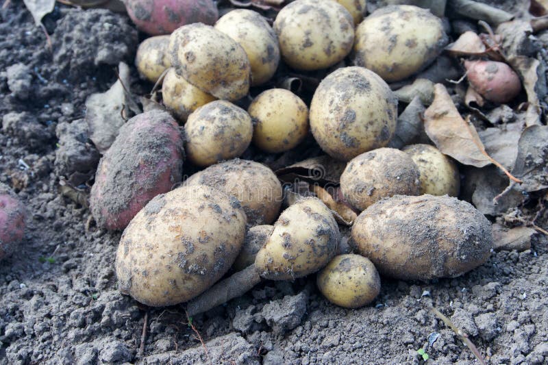 Potato in Farm stock image. Image of uncooked, produce - 67165265