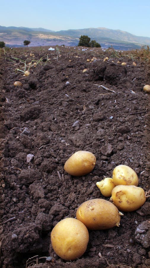 Potato farm in the field stock image. Image of earth - 27223795
