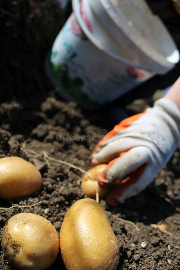 Potato farm in the field stock image. Image of earth - 27223795