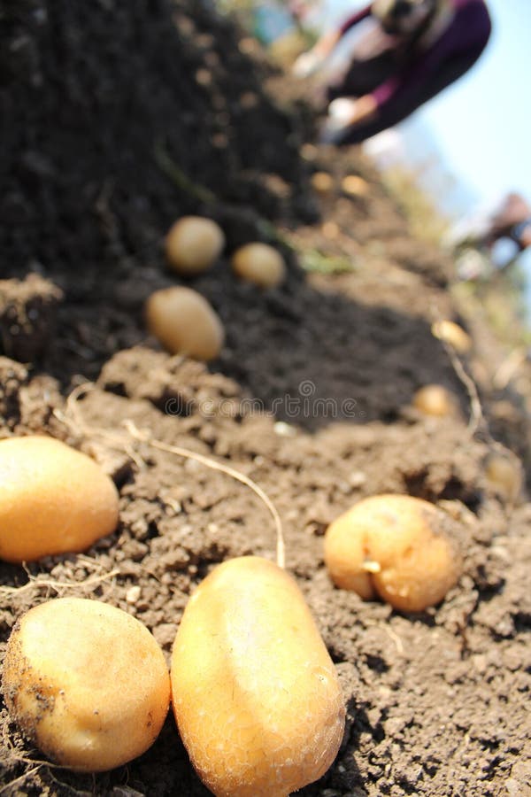Potato Farm stock image. Image of flower, industry, quinn - 25938131