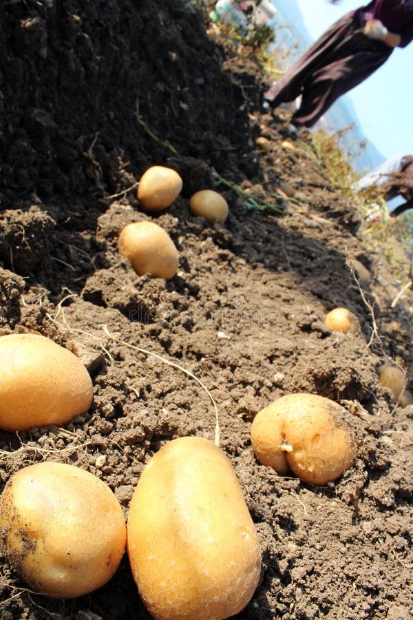 Potato farm in the field stock image. Image of earth - 27223795