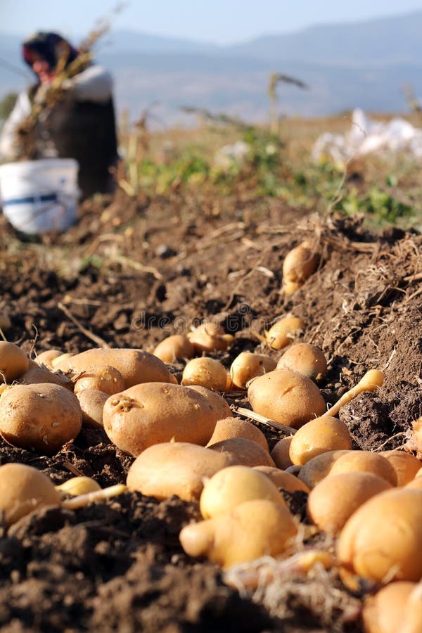 Potato farm in the field stock image. Image of earth - 27223795