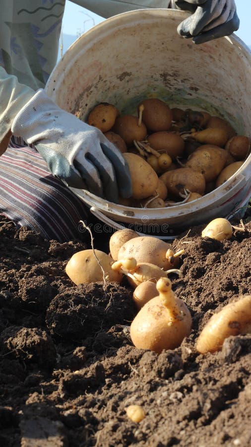 Potato farm in the field stock image. Image of earth - 27223795