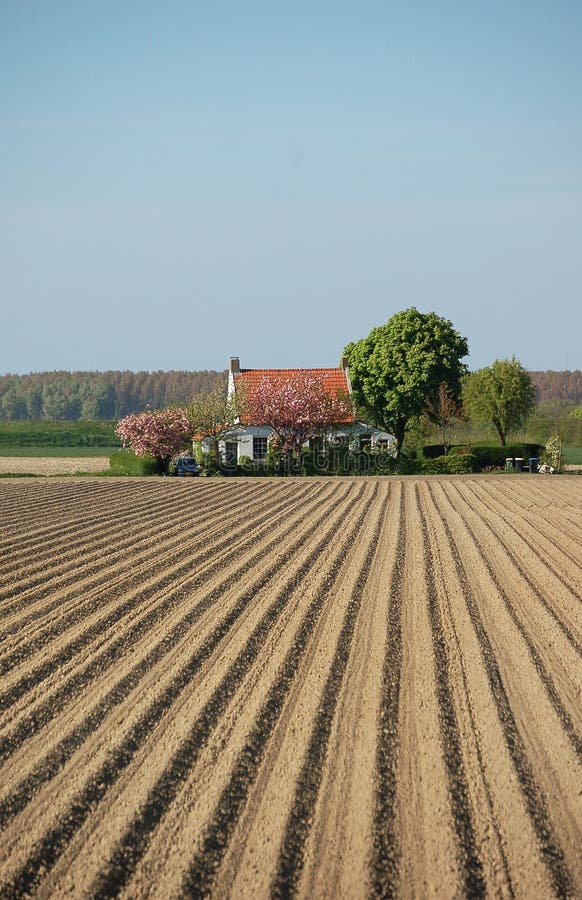 Typical Dutch cows stock image. Image of country, agricultural - 890789