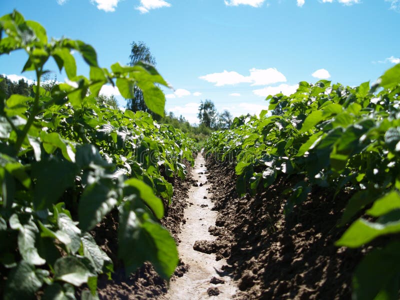 Potato field stock image. Image of farming, ecological - 1025411