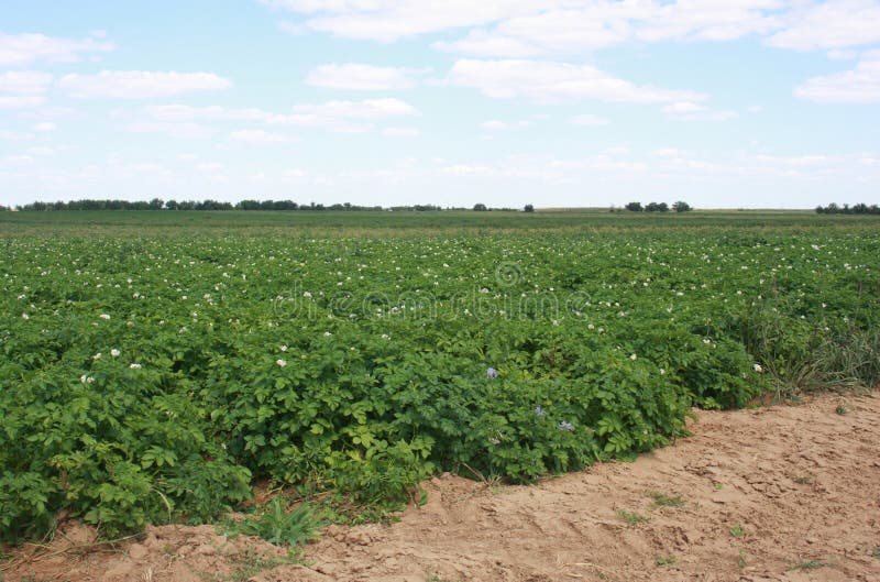 Potato field stock photo. Image of outdoors, green, field - 13042846