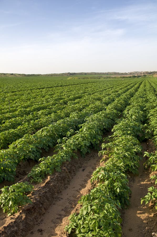 Potato field stock photo. Image of growth, plant, organic - 13954622
