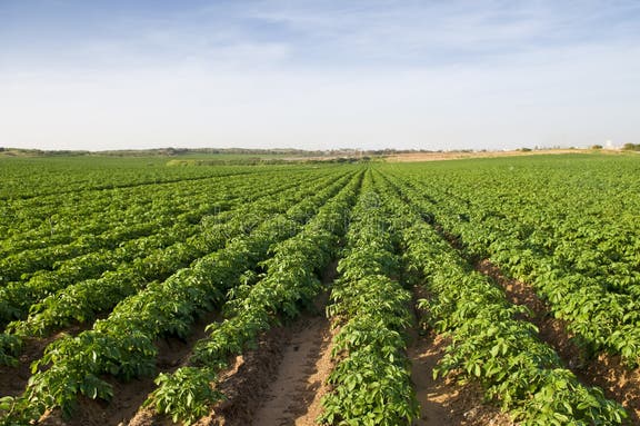 Potato field stock photo. Image of vegetable, growth - 13954730