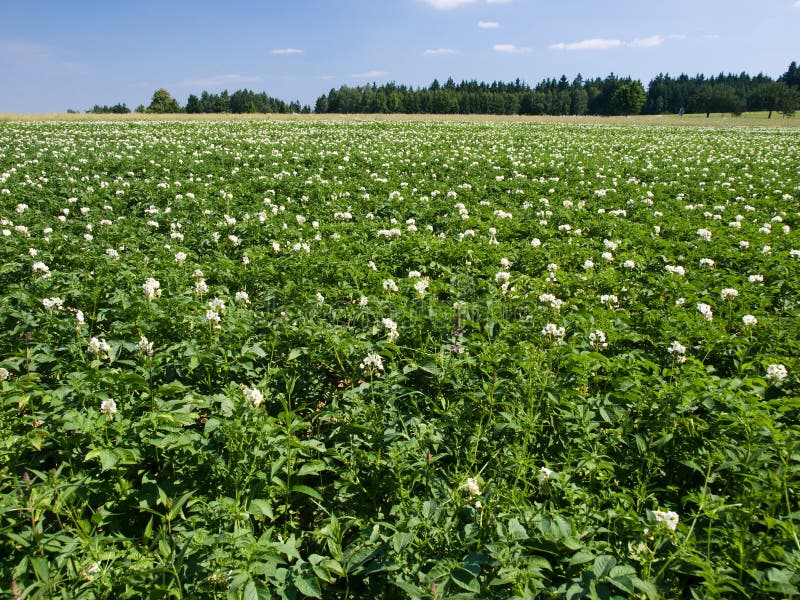 Potato stock photo. Image of growth, group, vegetarian - 14082052