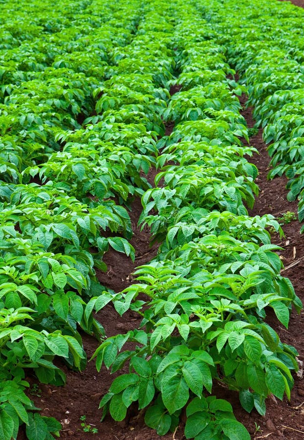 Potato field stock image. Image of land, gardening, shadow - 18595663