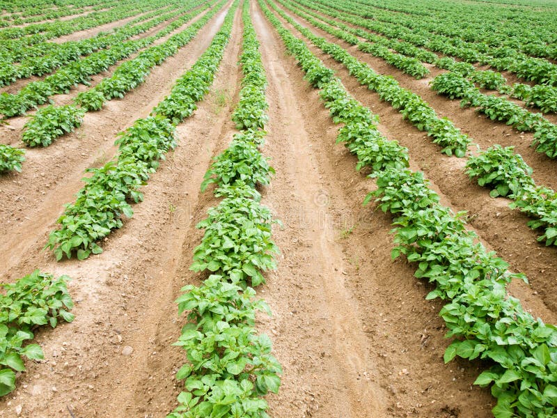 Potato field stock image. Image of lines, agriculture - 18841321
