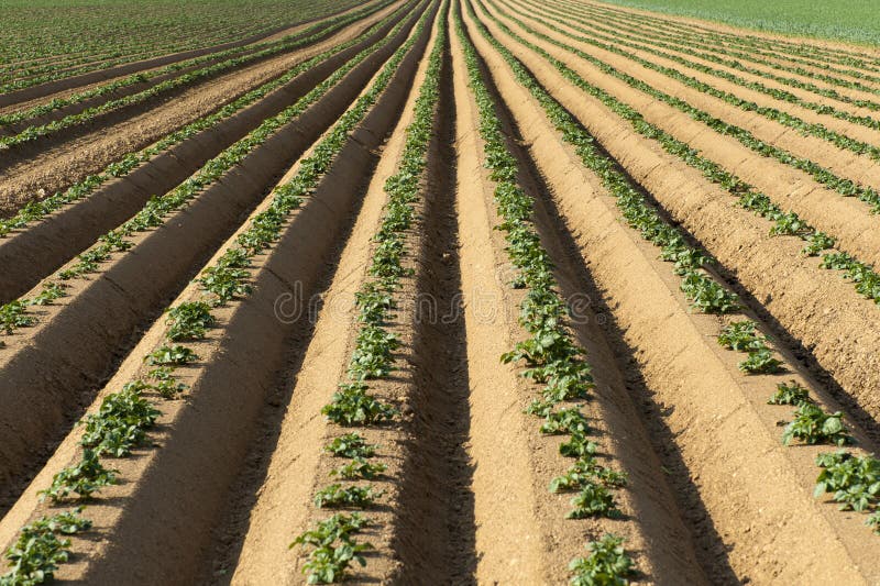 Potato field stock image. Image of agriculture, green - 19463593