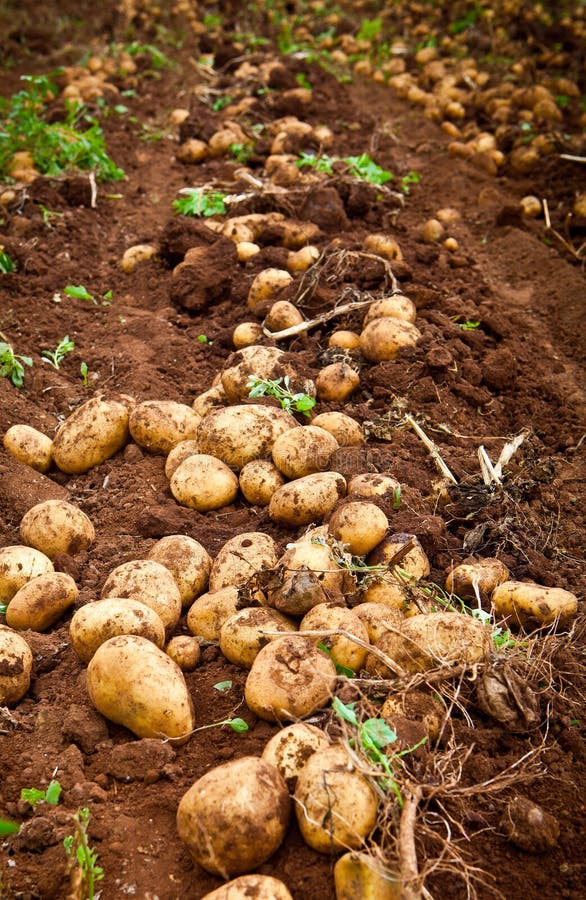 39,803 Potato Field Stock Photos - Free & Royalty-Free Stock Photos ...