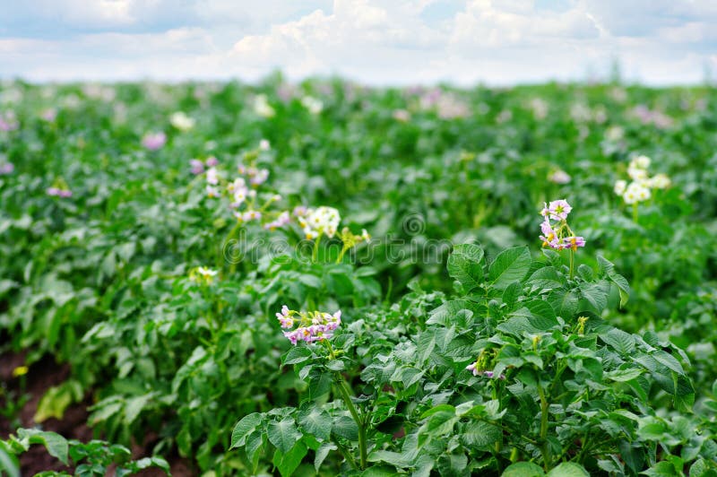 Potato field stock image. Image of beautiful, nature - 19757157