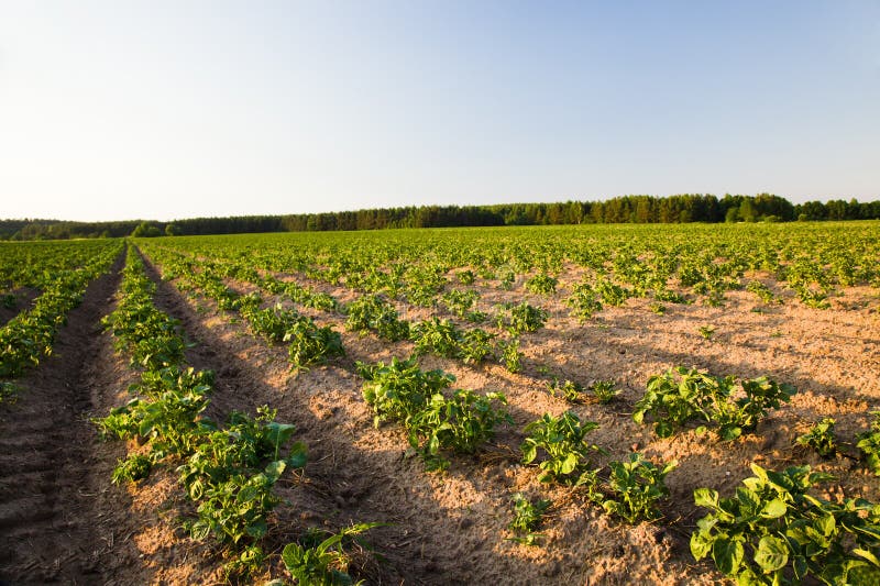 Potato field stock image. Image of potatoes, landscape - 20106139