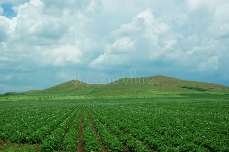 Potato-field stock image. Image of leaf, growth, farmer - 21290475