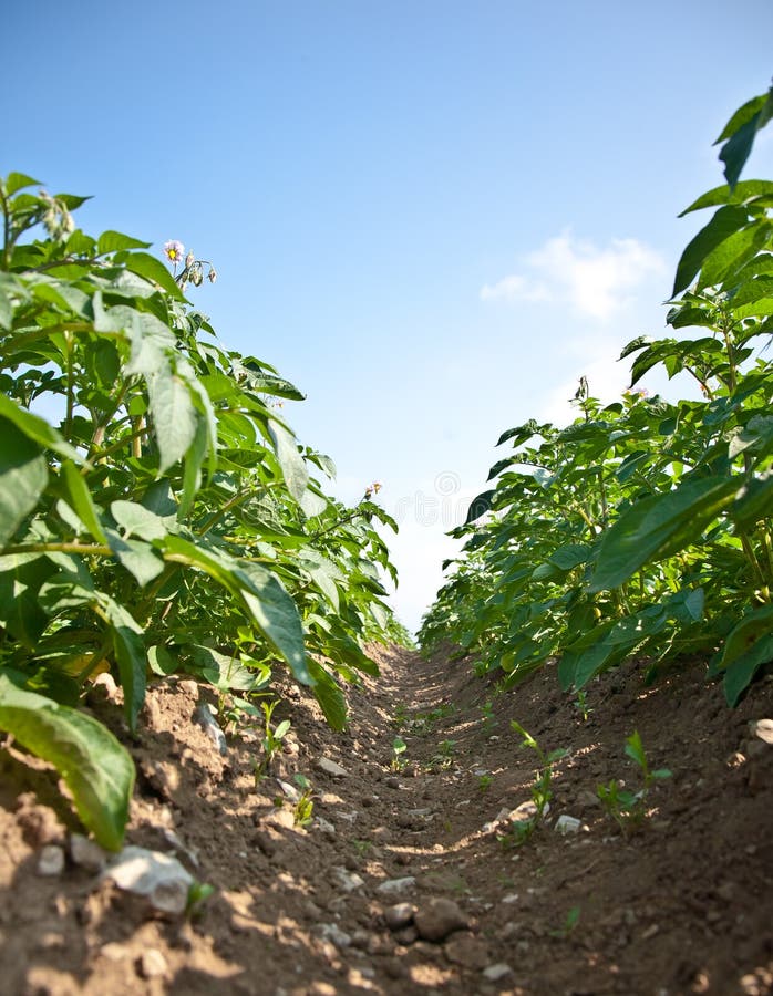 Potato field stock image. Image of farming, ecological - 1025411