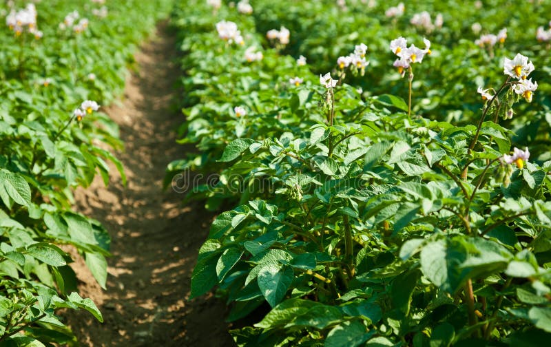 Potato field stock image. Image of farming, ecological - 1025411