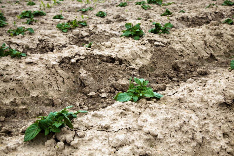Potato field stock image. Image of crop, growing, field - 23652509