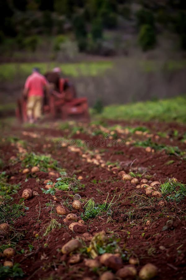 Potato field stock photo. Image of biology, humus, fallow - 23785120