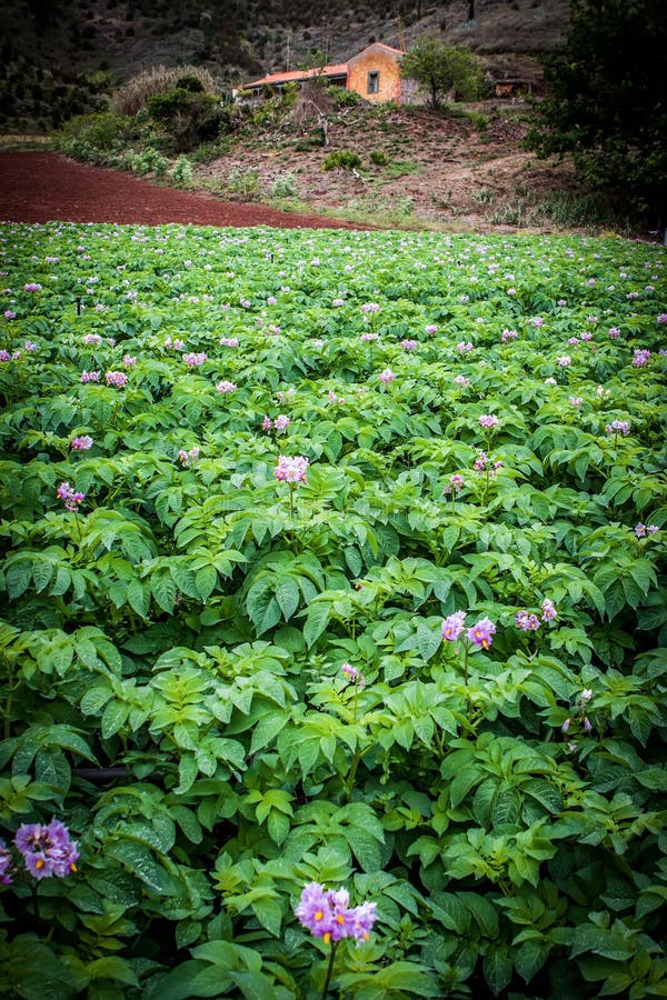 Potato field stock image. Image of furrows, farming, acker - 24455961
