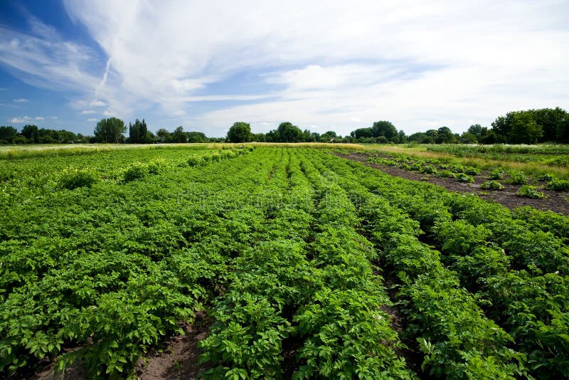 Potato field stock image. Image of fresh, lush, natural - 25490867