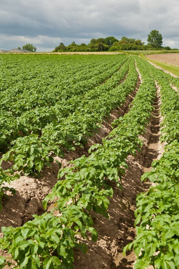 Potato and Wheat Field stock photo. Image of soil, growing - 32057182