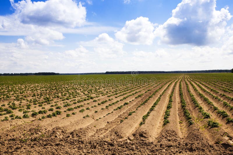 Potato field stock image. Image of freshness, field, green - 28572627