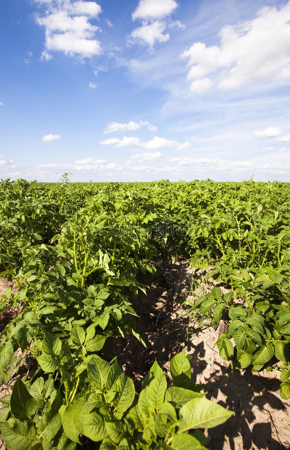 Potato field stock image. Image of freshness, organic - 28845707