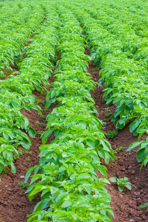 Potato field stock image. Image of food, field, farming - 29524461