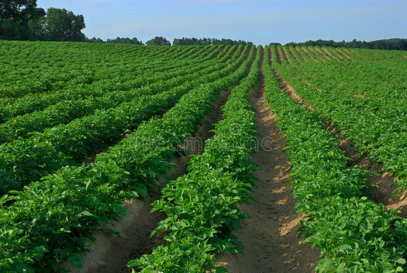Potato Field stock image. Image of seasonal, soil, expansive - 4188733