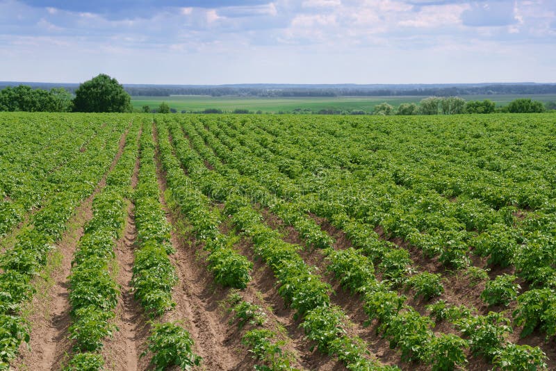 Potato field stock image. Image of clouds, agriculture - 5617259