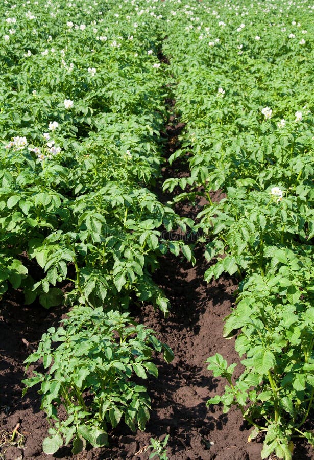 Potato field stock photo. Image of rural, scene, leaf - 5767368