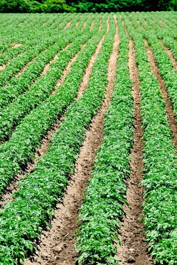 Potato Field stock image. Image of seasonal, soil, expansive - 4188733