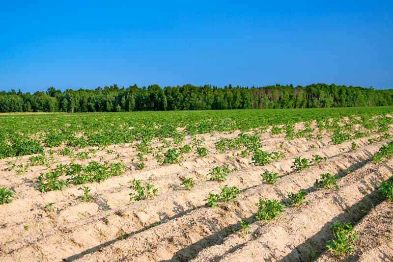 Potato field stock image. Image of agriculture, crop - 36904373