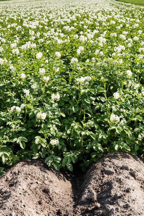 Potato Field in bloom stock photo. Image of crop, outdoors - 56082172