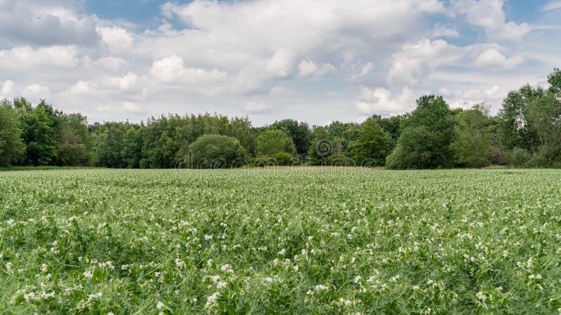 Potato Field in Bloom on a Cloudy Day. Trees on the Edge of the Field ...