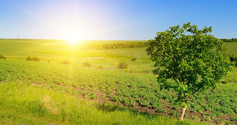 Potato Field and Bright Sunrise. in the Foreground is a Walnut Tree ...