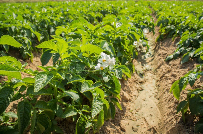 Potato field. stock image. Image of leaf, farmland, land - 67947995