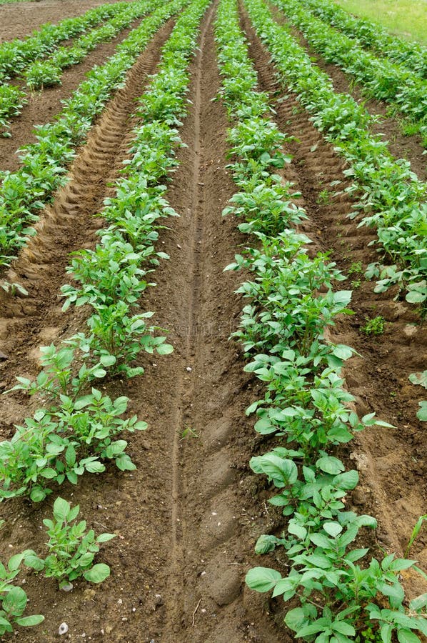 Potato Field, Potato Crops Planted in a Row Stock Image - Image of ...