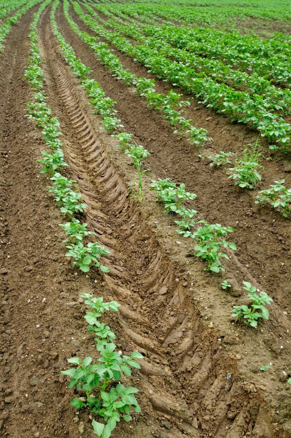 Potato Field, Potato Crops Planted in a Row Stock Image - Image of ...