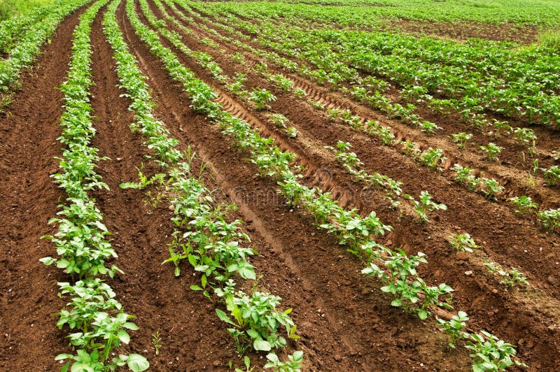 Potato Field, Potato Crops Planted in a Row Stock Image - Image of ...