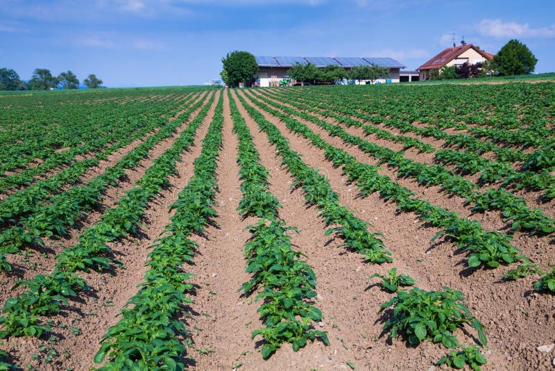 Potato field stock photo. Image of harvest, health, floor - 54673670