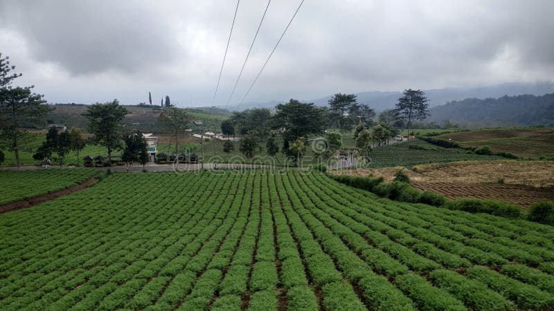 Potato Field Farming Mountain Stock Photo - Image of field, farming ...