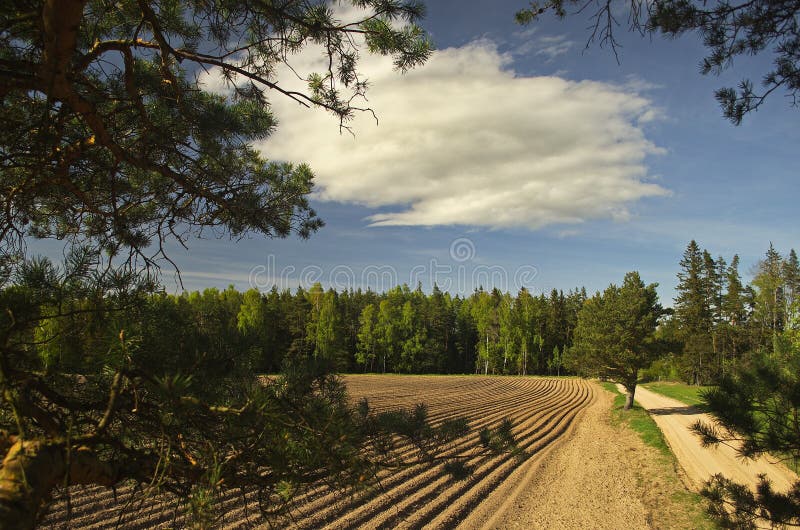 Potato Field with Furrows, Clouds and Forest on a Sunny Spring Day ...