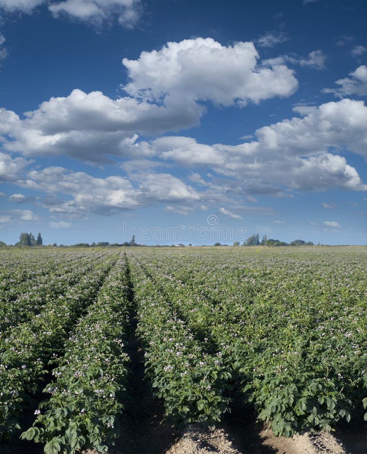 Potato field stock photo. Image of cloud, green, farm - 32876468